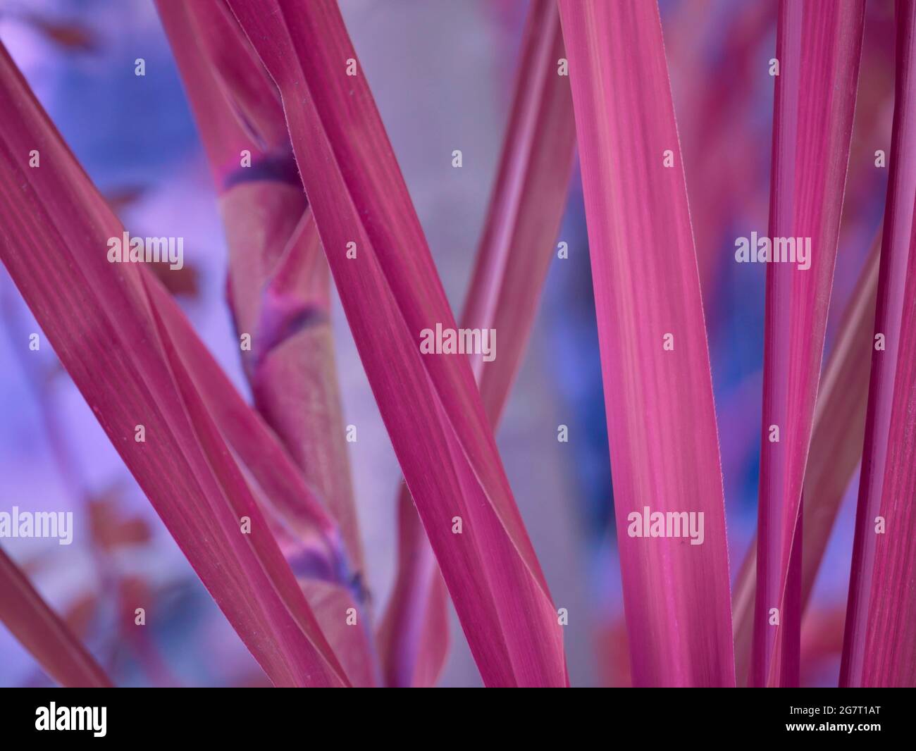 Pink long leaves texture background for nature commercial used Stock ...