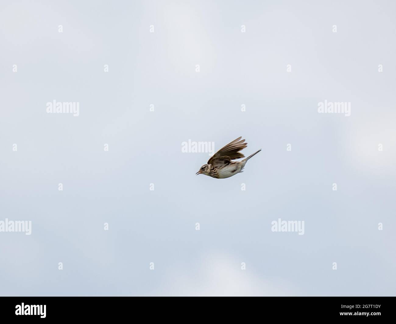 Cute Japanese skylark bird flying downwards in a cloudy sky Stock Photo ...
