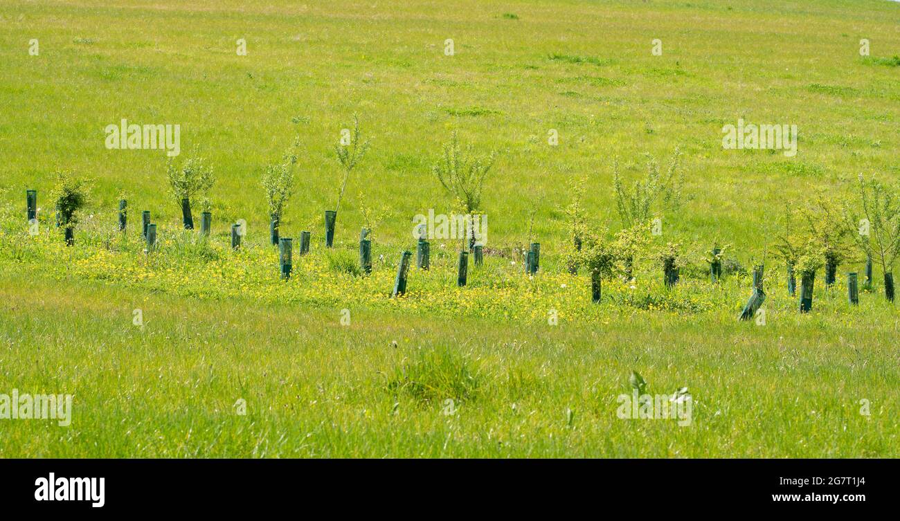 Copse planting hi-res stock photography and images - Alamy
