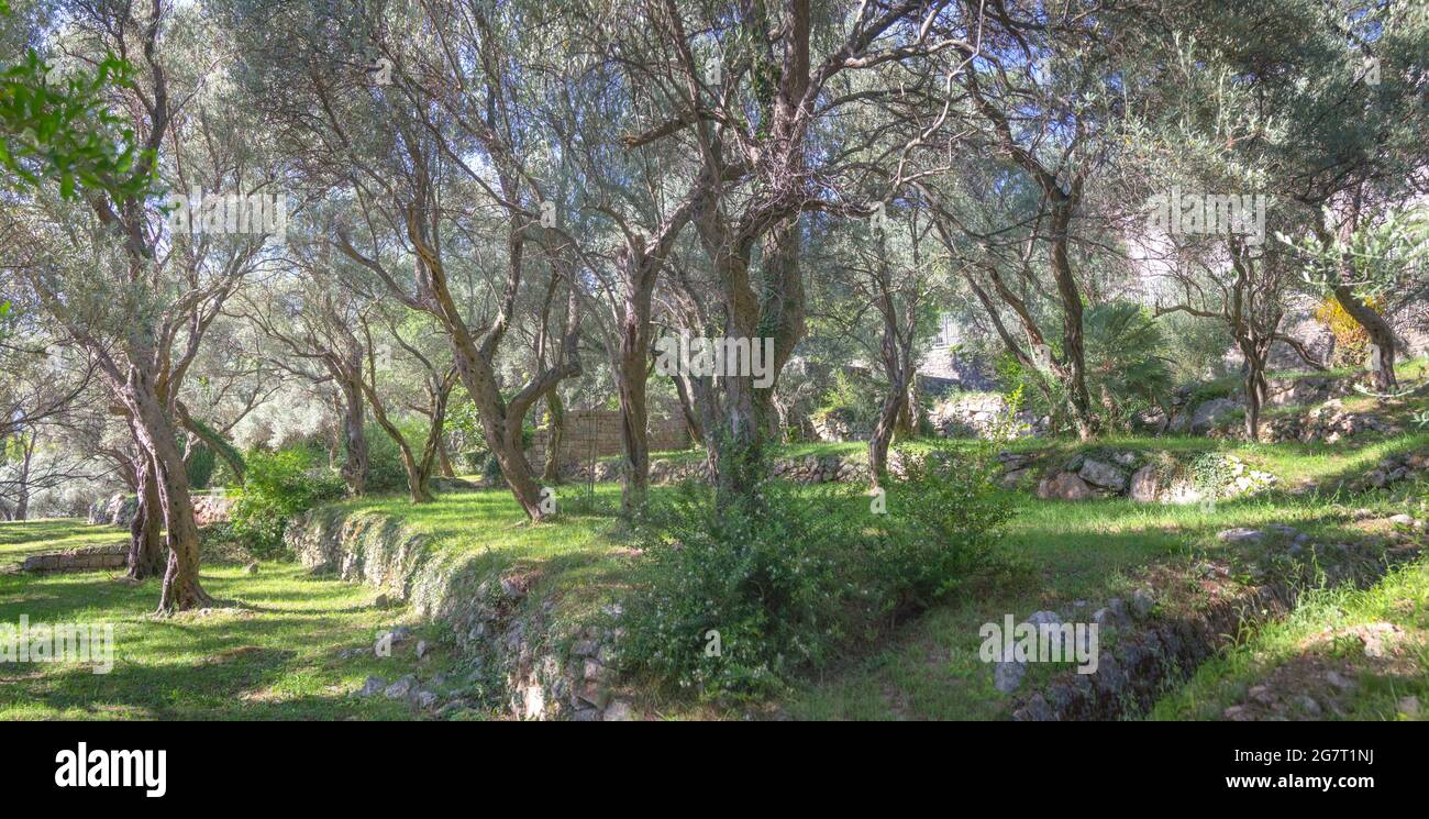 Beautiful terraces trees in hi-res stock photography and images - Alamy