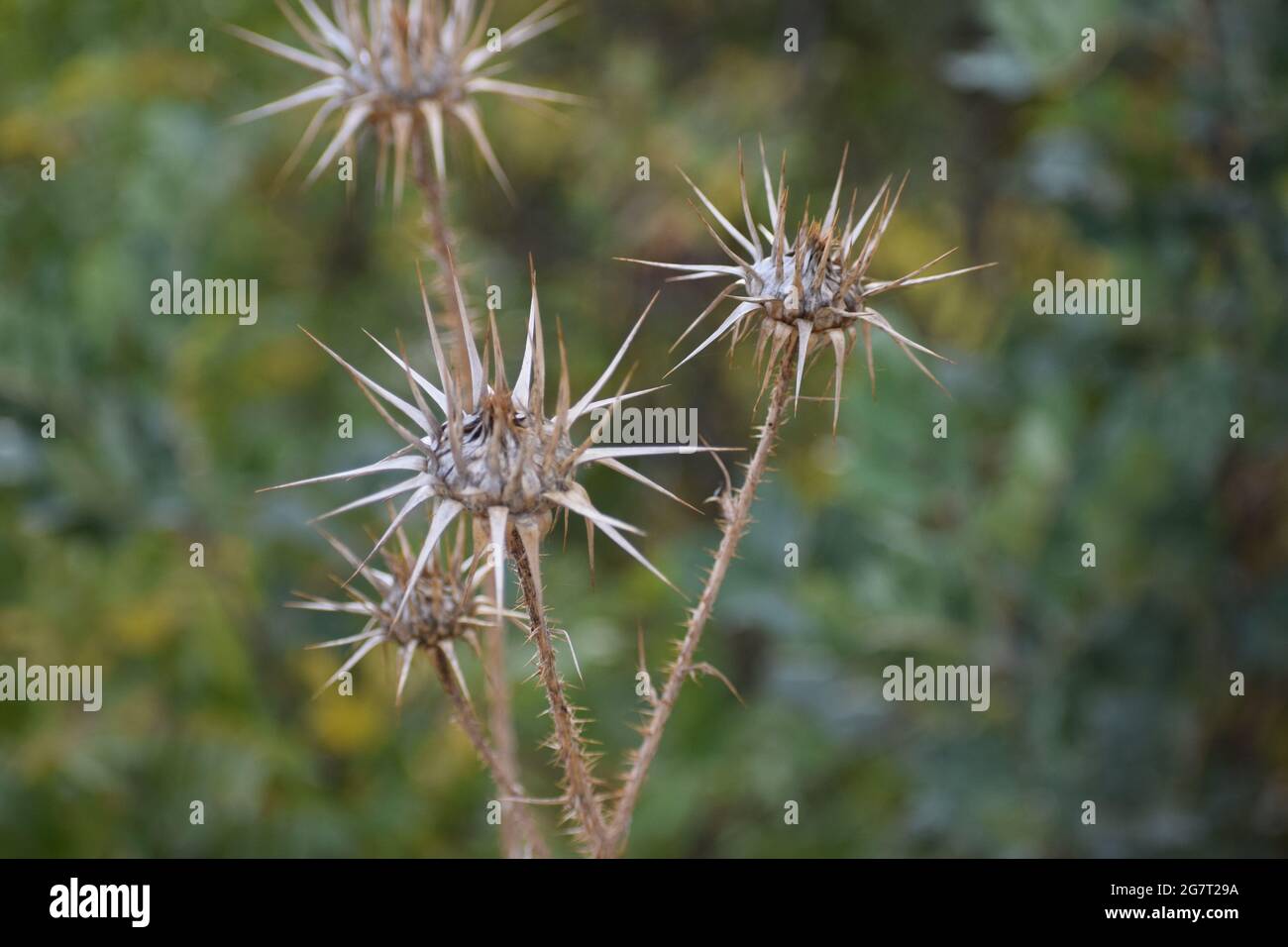 Dead thorn plant Stock Photo - Alamy