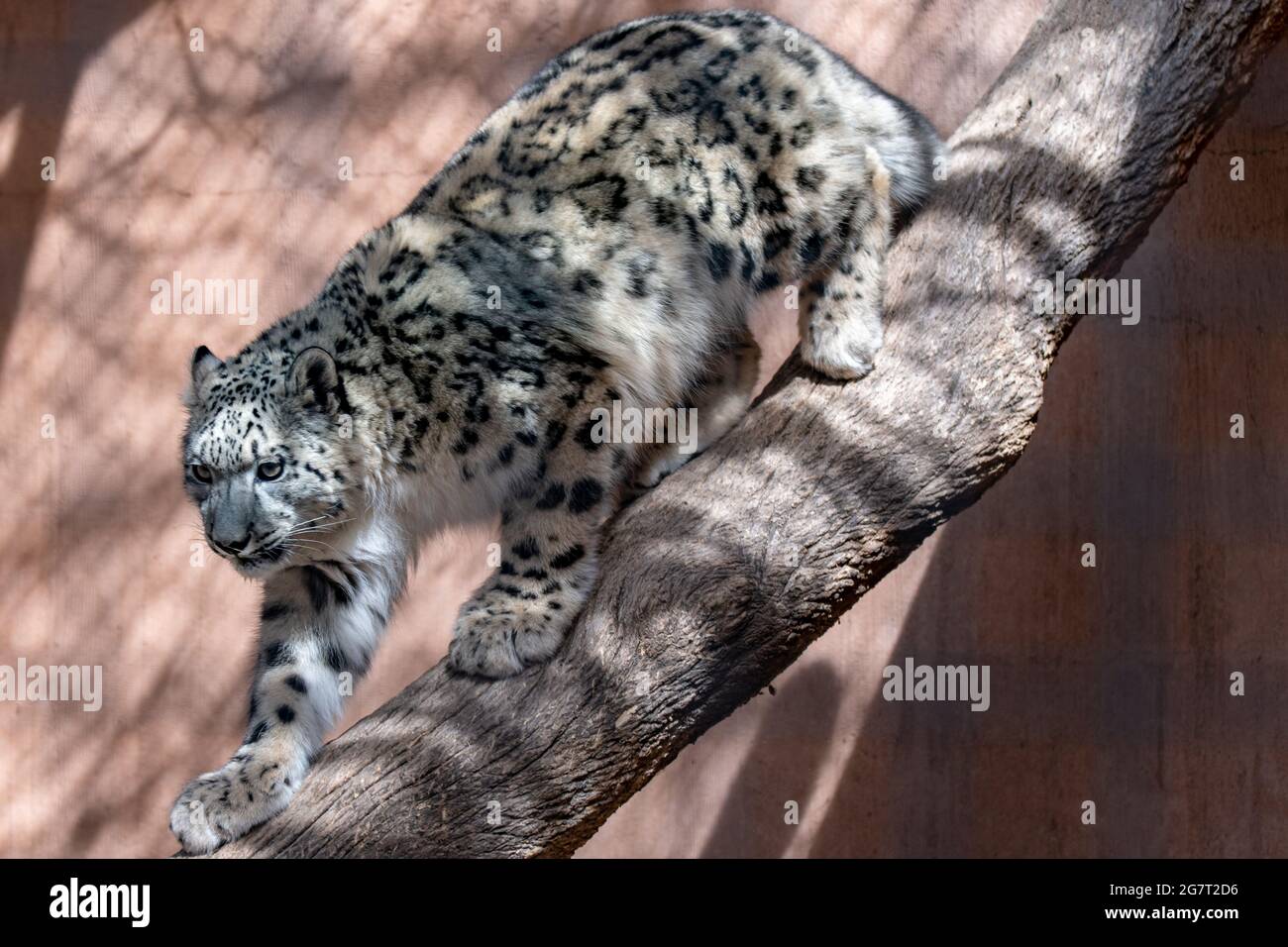 Snow Leopard (Panthera uncia) at the Albuquerque Zoo in New Mexico ...