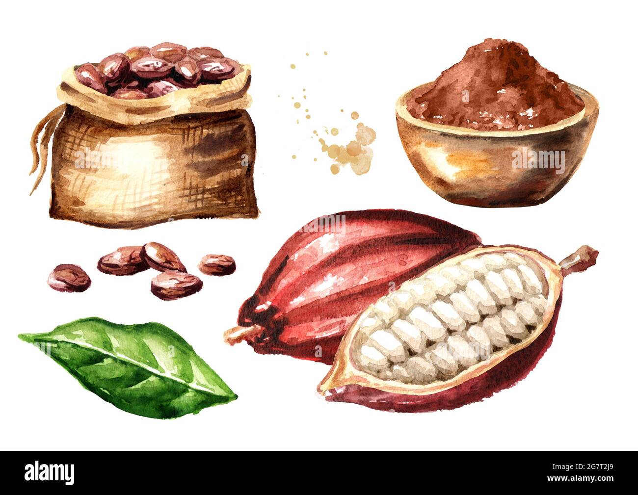 Cocoa beans with powder and pod set. Watercolor hand drawn illustration ...