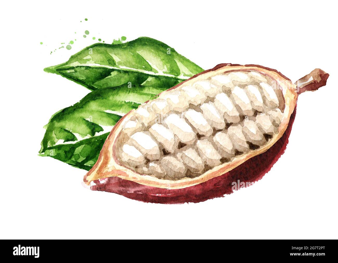 Open Cocoa bean with green leaves. Superfood. Watercolor hand drawn ...