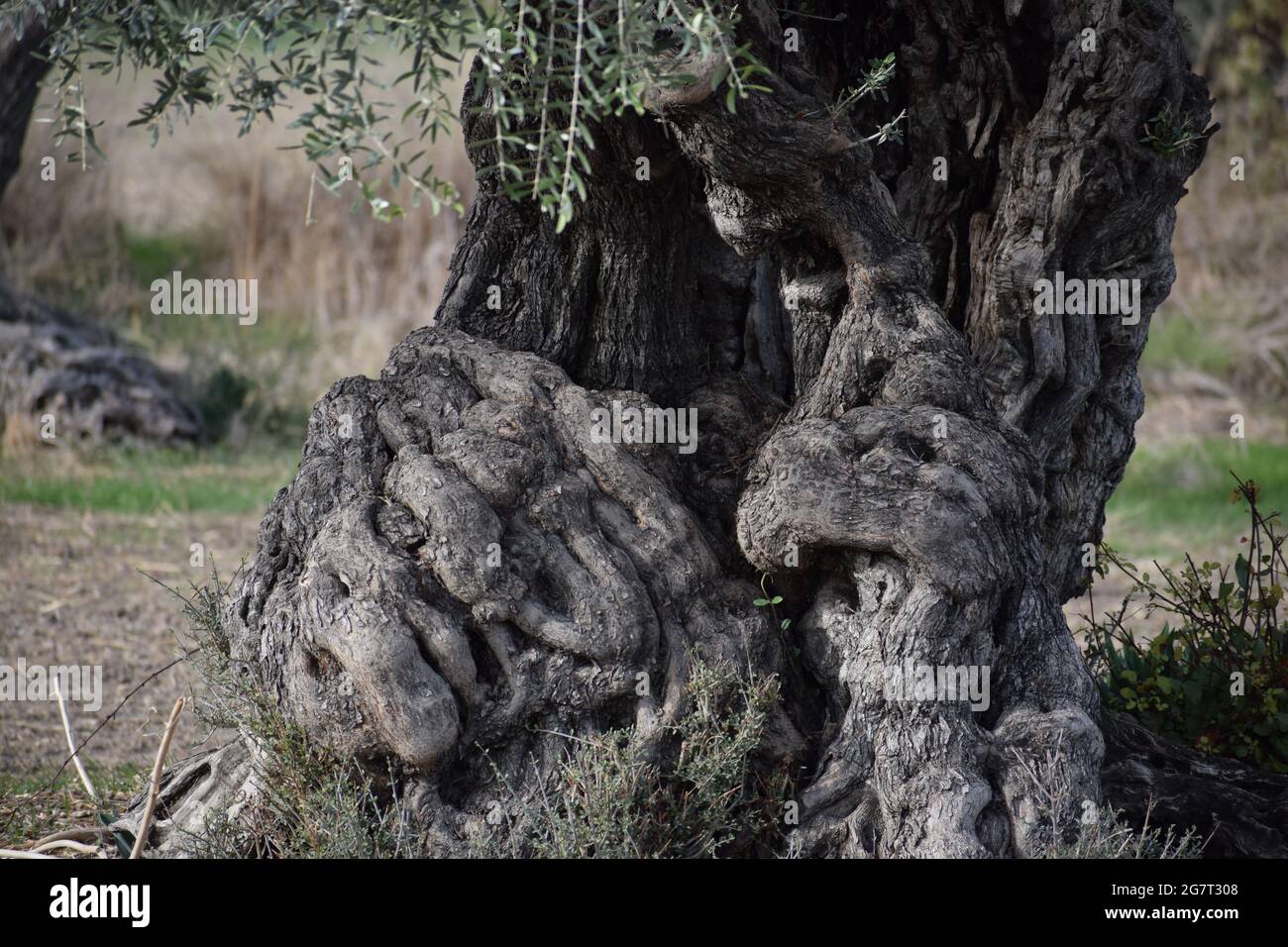 Ancient 250 year old tree in Cyprus Stock Photo - Alamy