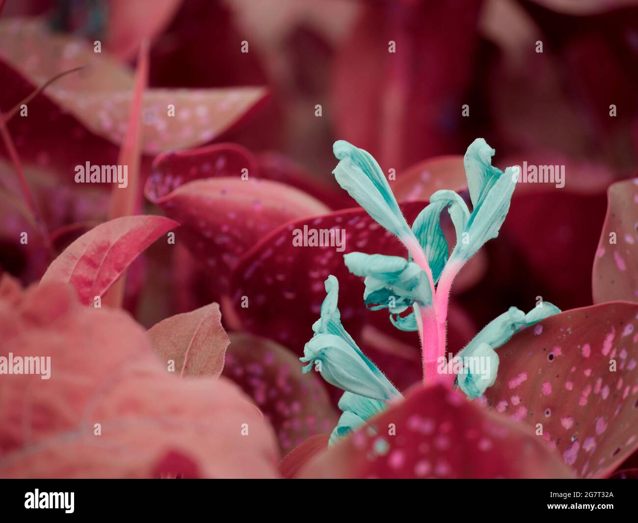 Natural plant scene for commercial cinematic background Stock Photo - Alamy