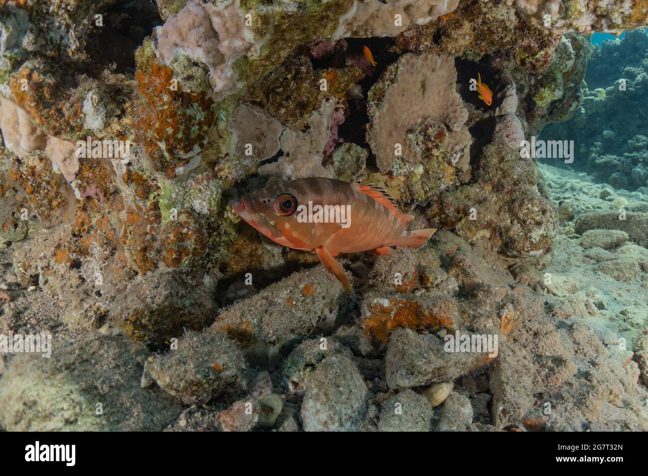 Fish swim in the Red Sea, colorful fish, Eilat Israel Stock Photo - Alamy