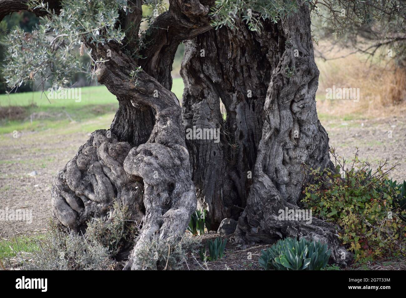 300 year old tree hi-res stock photography and images - Alamy