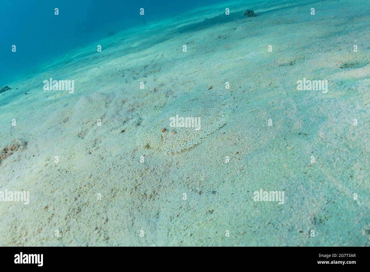 Fish swim in the Red Sea, colorful fish, Eilat Israel Stock Photo - Alamy