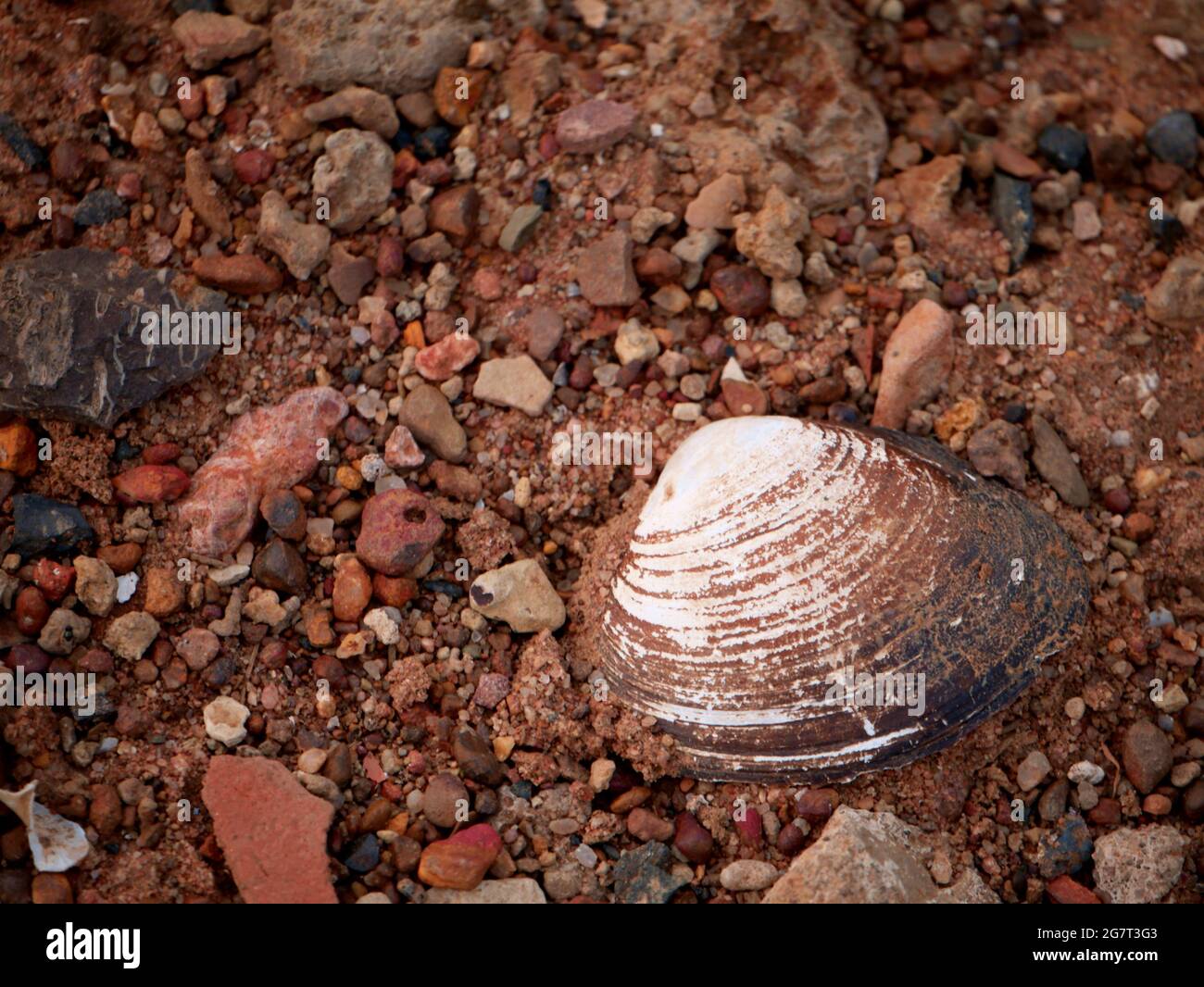 Sea shell fixed on concrete stone field natural object image Stock ...