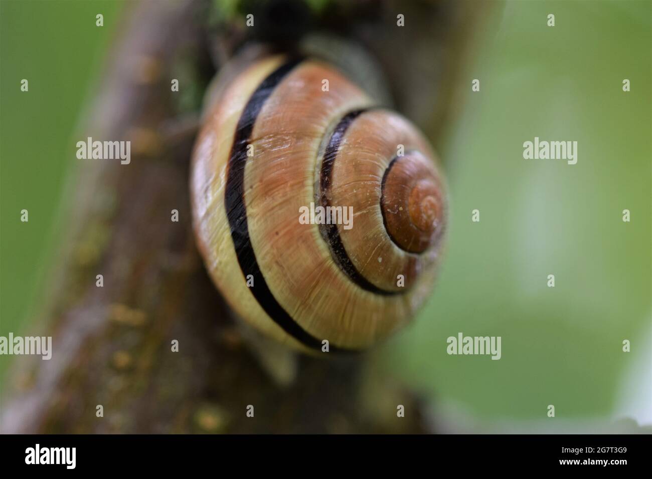 Snail tree hi-res stock photography and images - Alamy