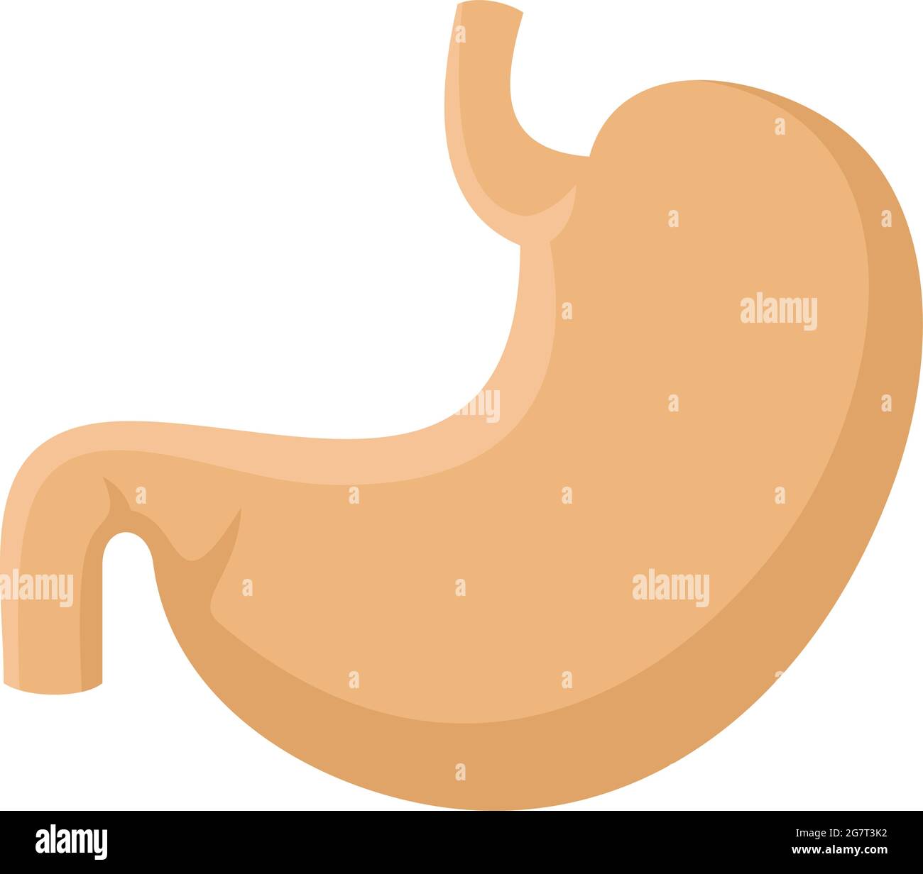 Body stomach icon. Flat illustration of body stomach vector icon ...