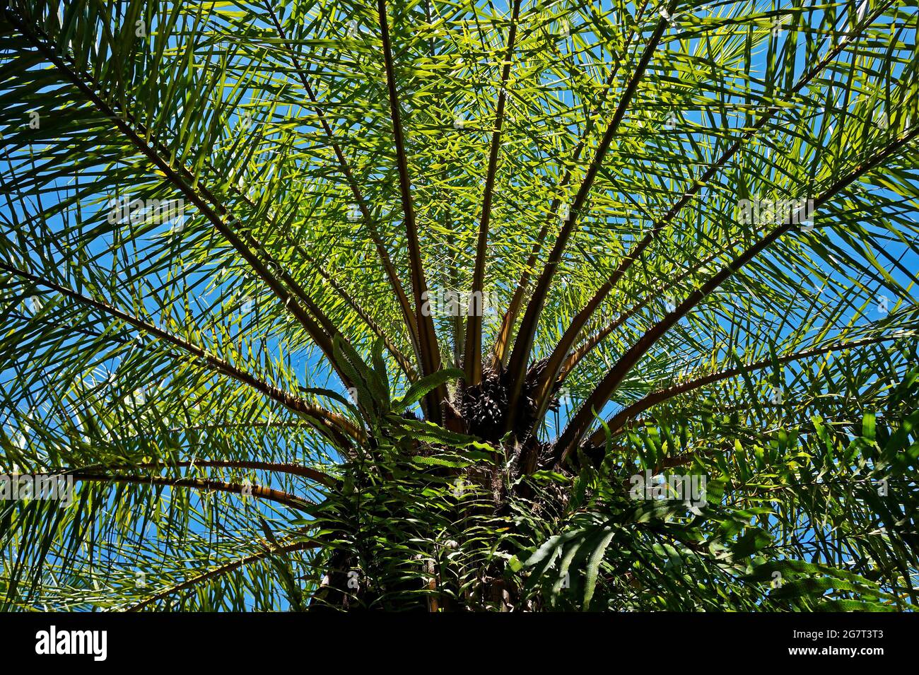 Jungle rainforest palm tree forest hi-res stock photography and images ...