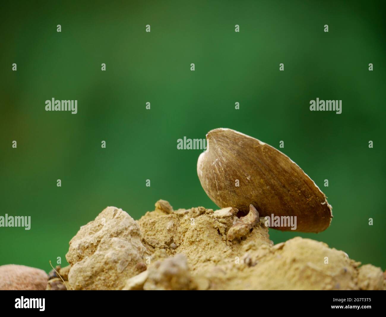Angelic sea shell closeup view isolated at green blur background ...