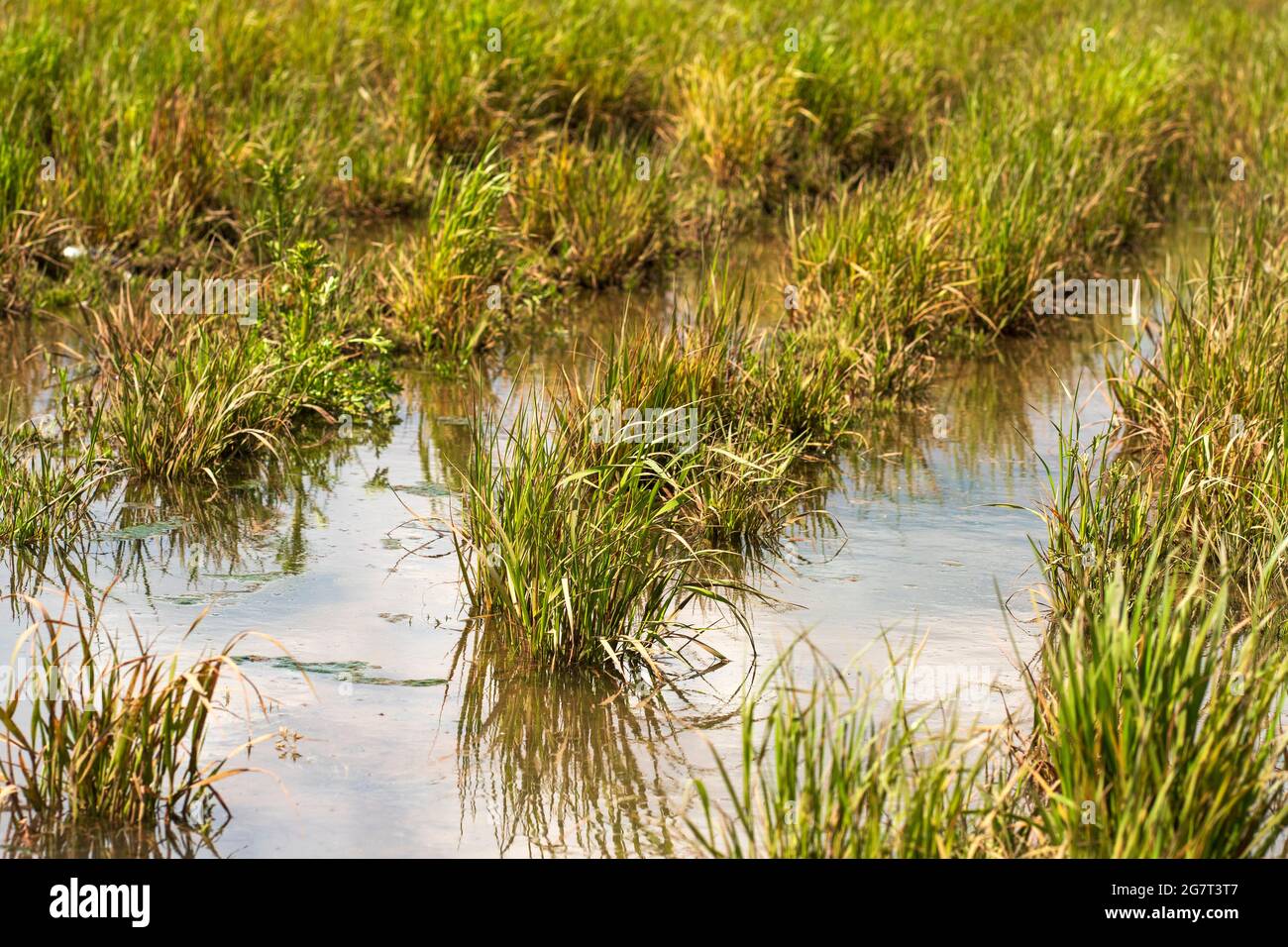 Drainage stream in a summer meadow Stock Photo - Alamy