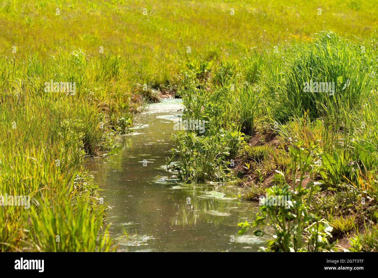 Drainage stream in a summer meadow Stock Photo - Alamy