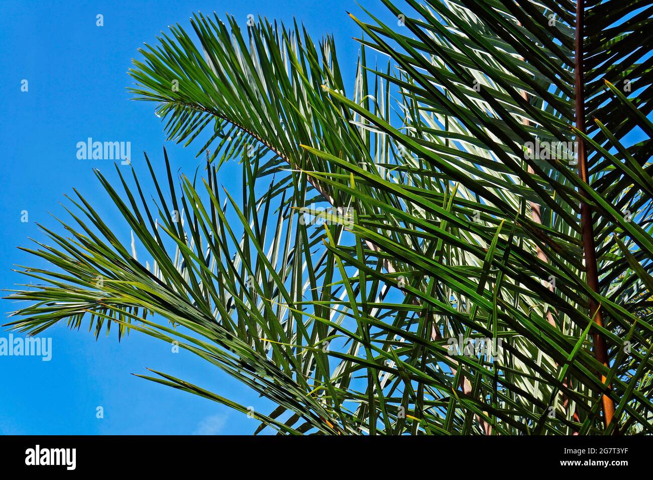 Palm tree leaves on tropical rainforest, Minas Gerais, Brazil Stock ...