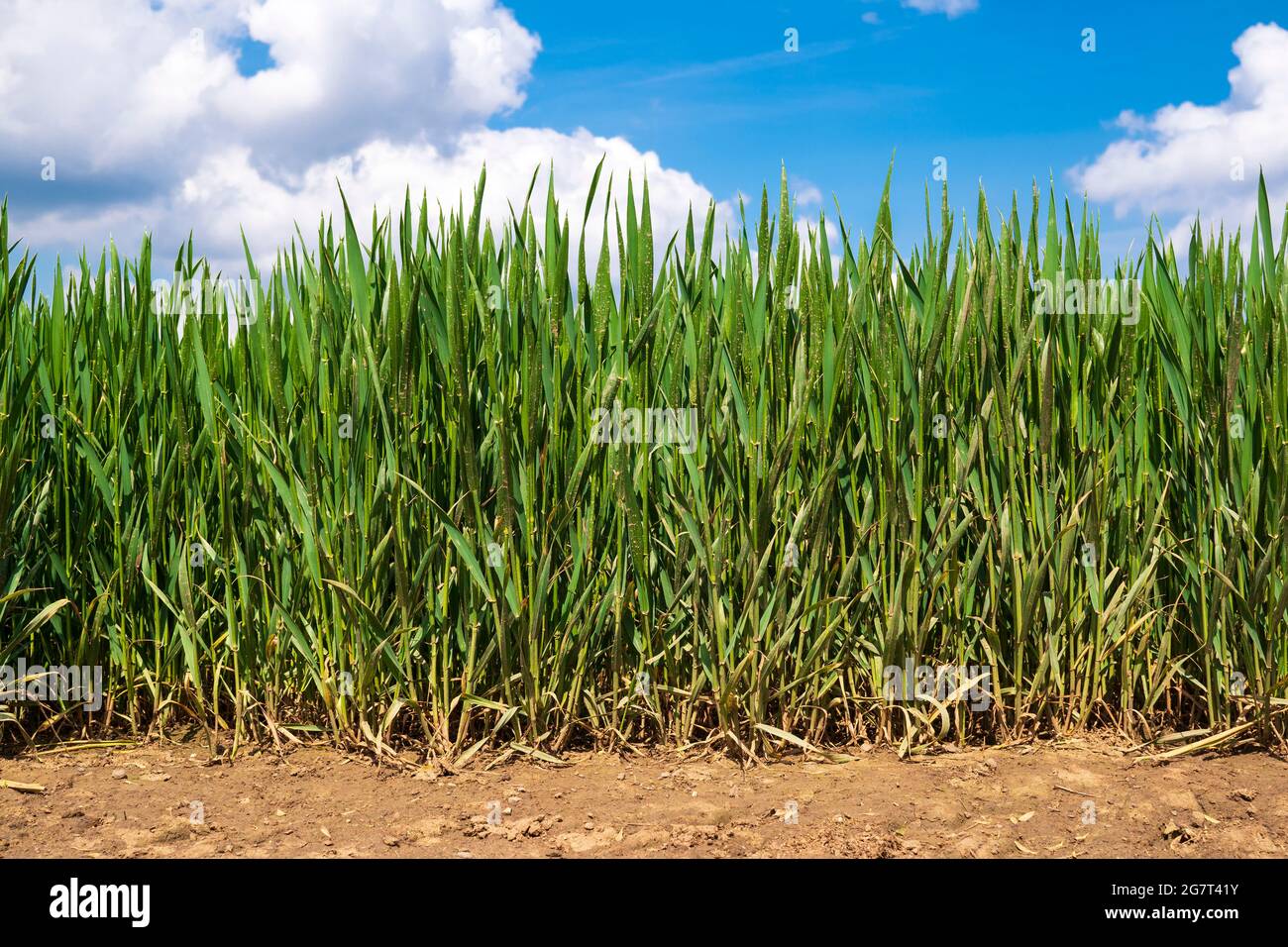 Edge of a barley crop field Stock Photo - Alamy