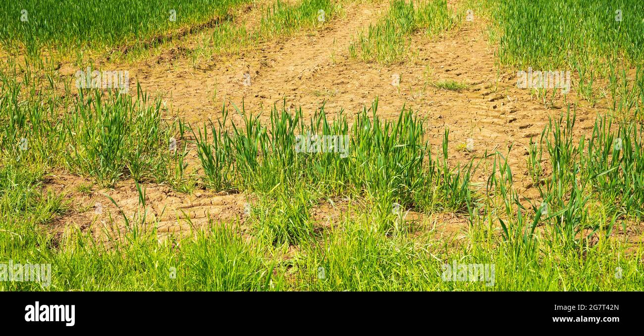 Dry patch in a crop files Stock Photo - Alamy