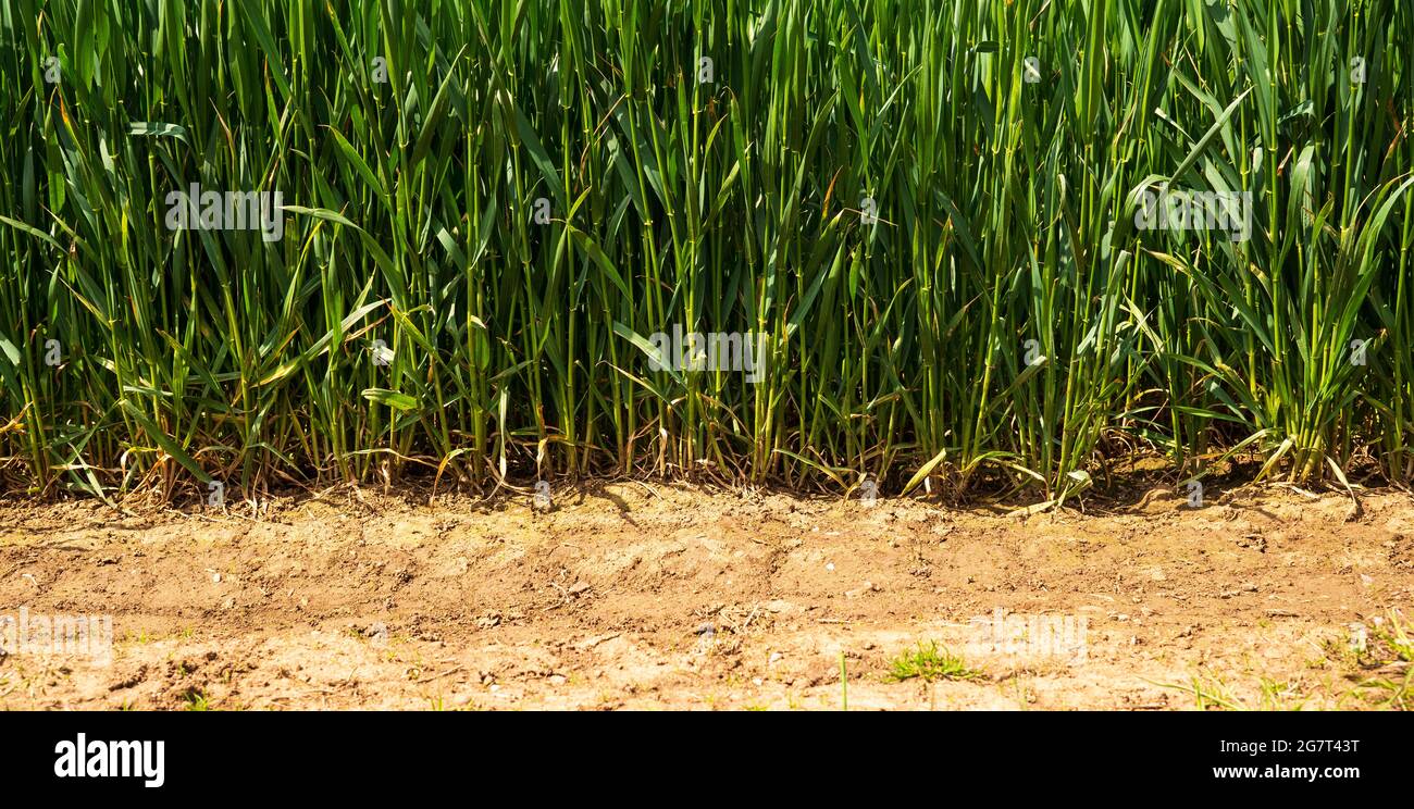 Spring barley variety hi-res stock photography and images - Alamy