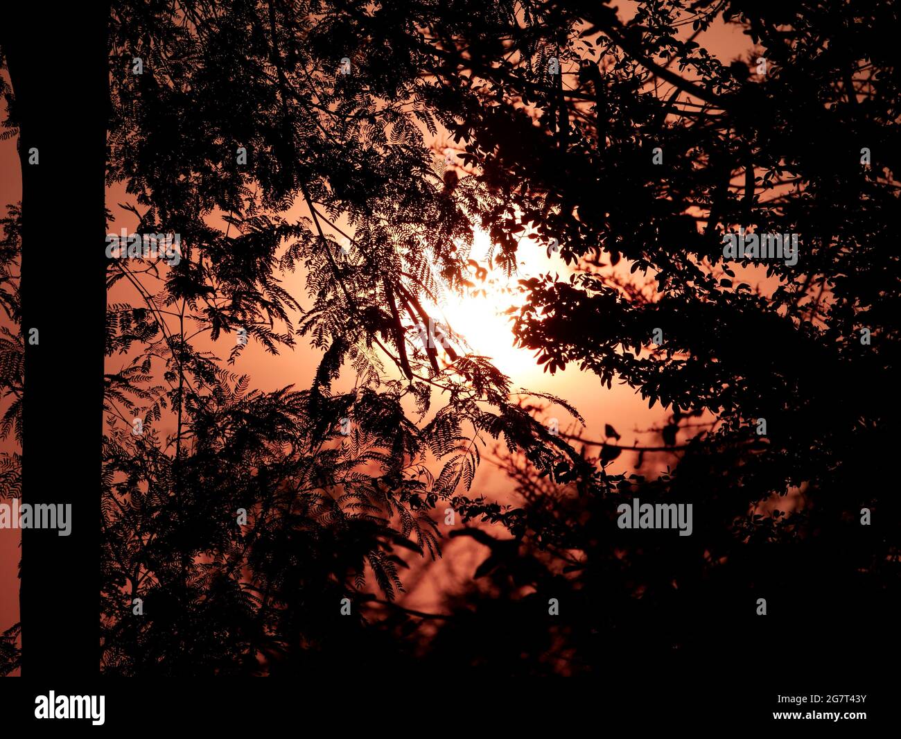 wonderful Tree leaves with sunset silhouette presenting at sky ...