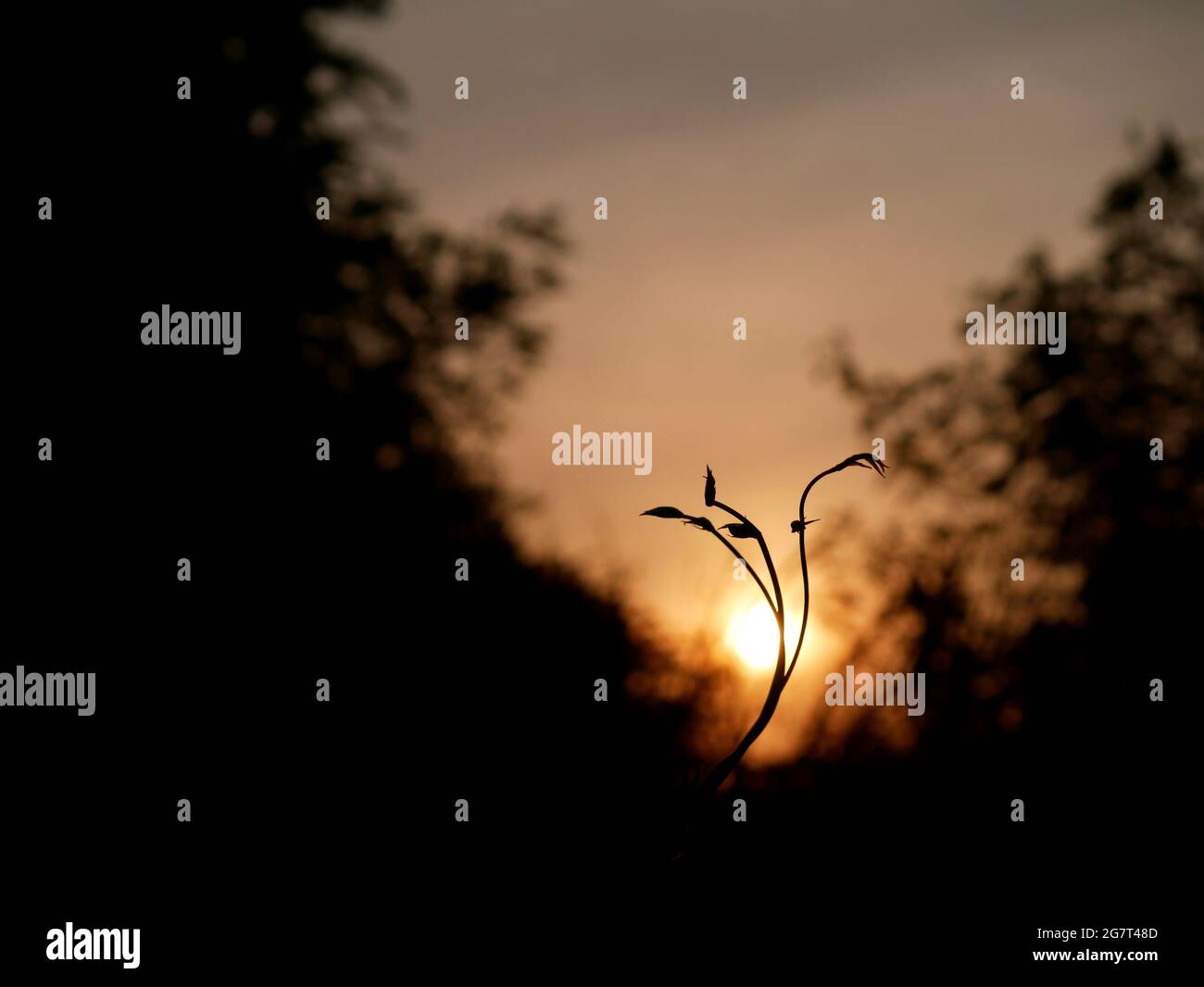 Foxy plant branches with sunset silhouette growing at sky background ...