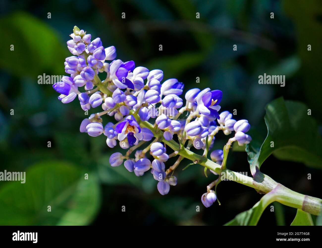 Ginger flowers hi-res stock photography and images - Alamy