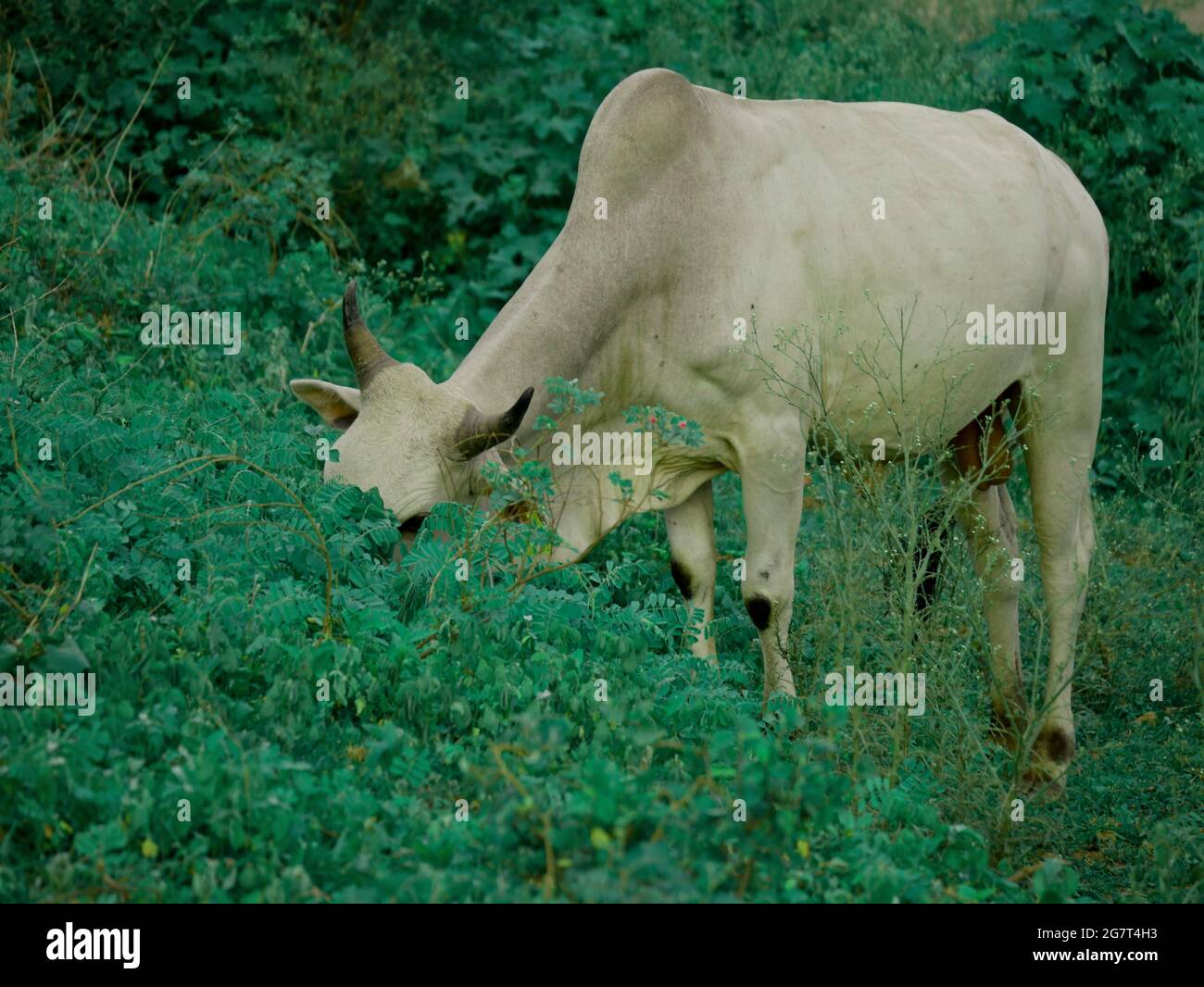 A beautiful cow eating green grass at forest field, wildlife concept ...