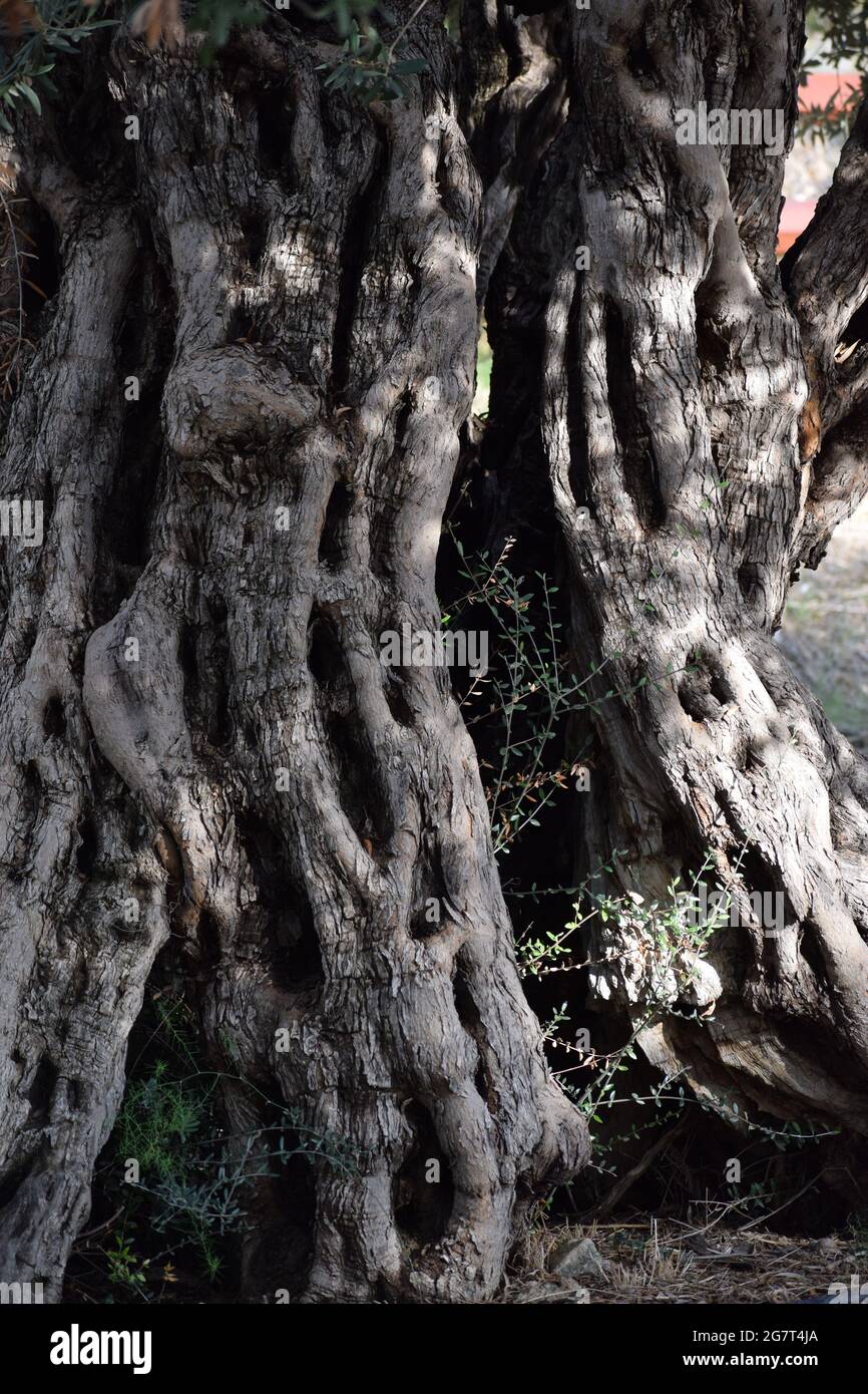 Cyprus fairy tree hi-res stock photography and images - Alamy