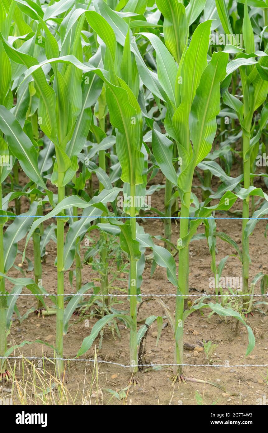 Zea corn root hi-res stock photography and images - Alamy