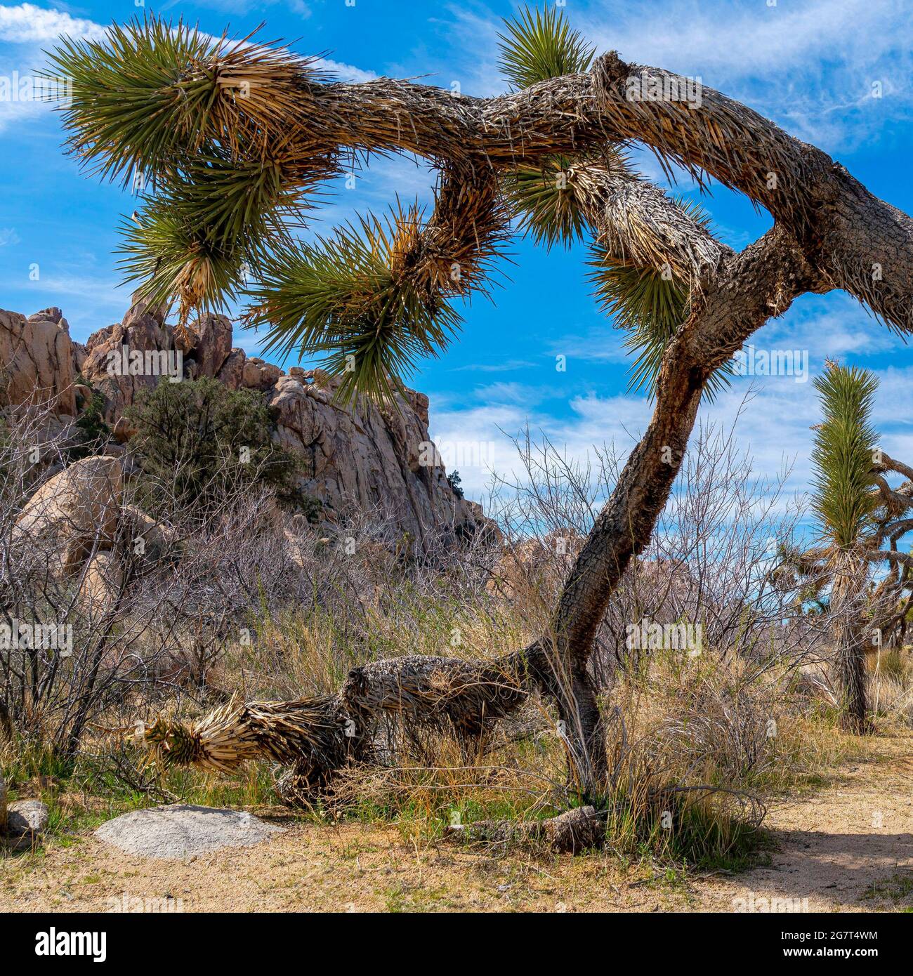 Square frame Arched joshua trees at National Park in California Stock ...
