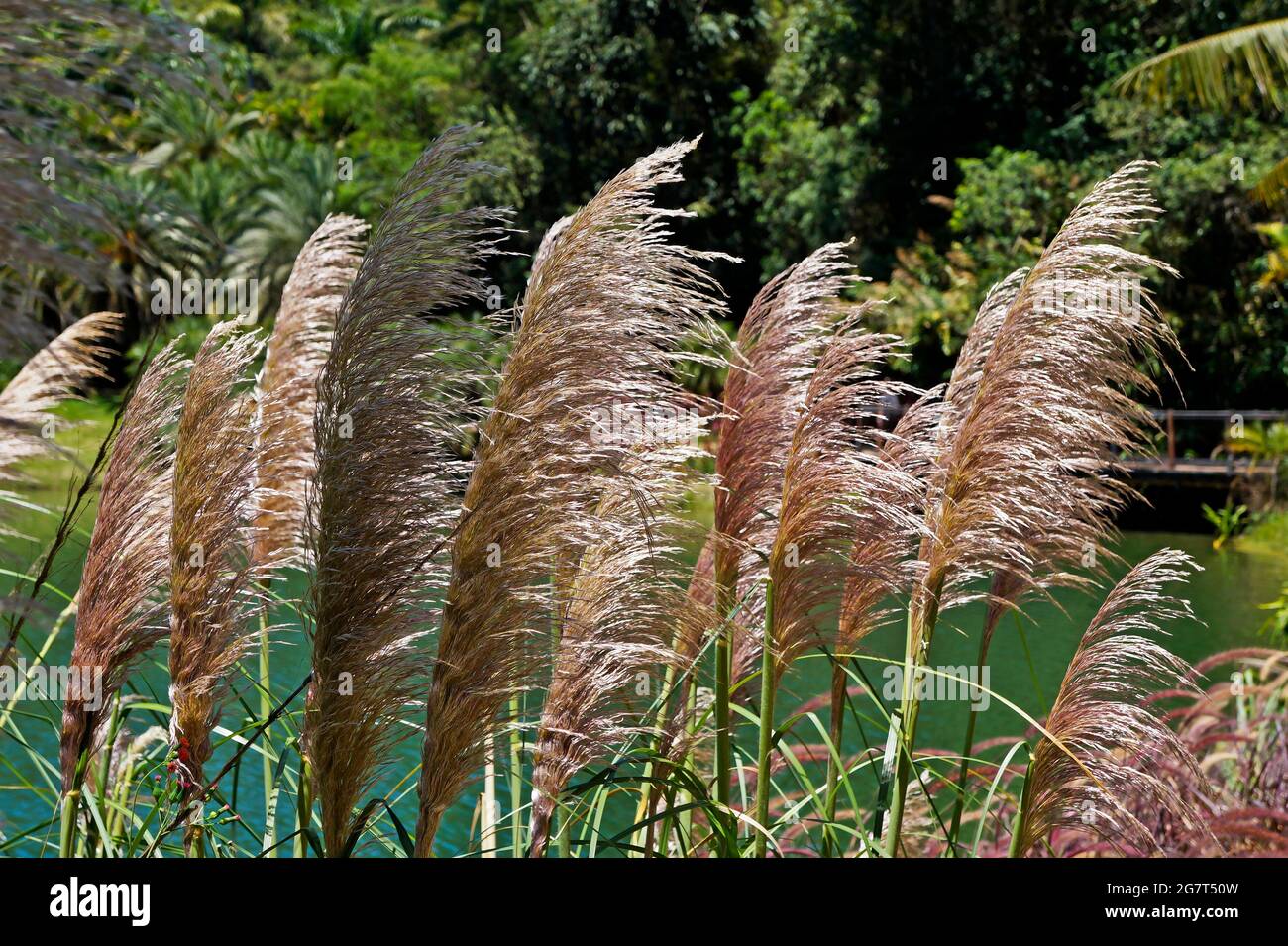 Flowering grass hi-res stock photography and images - Alamy