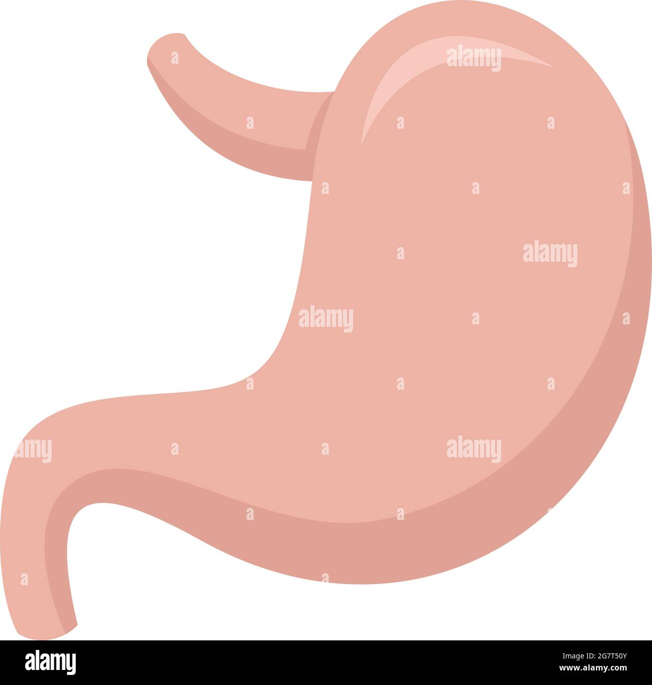 Human stomach icon. Flat illustration of human stomach vector icon ...