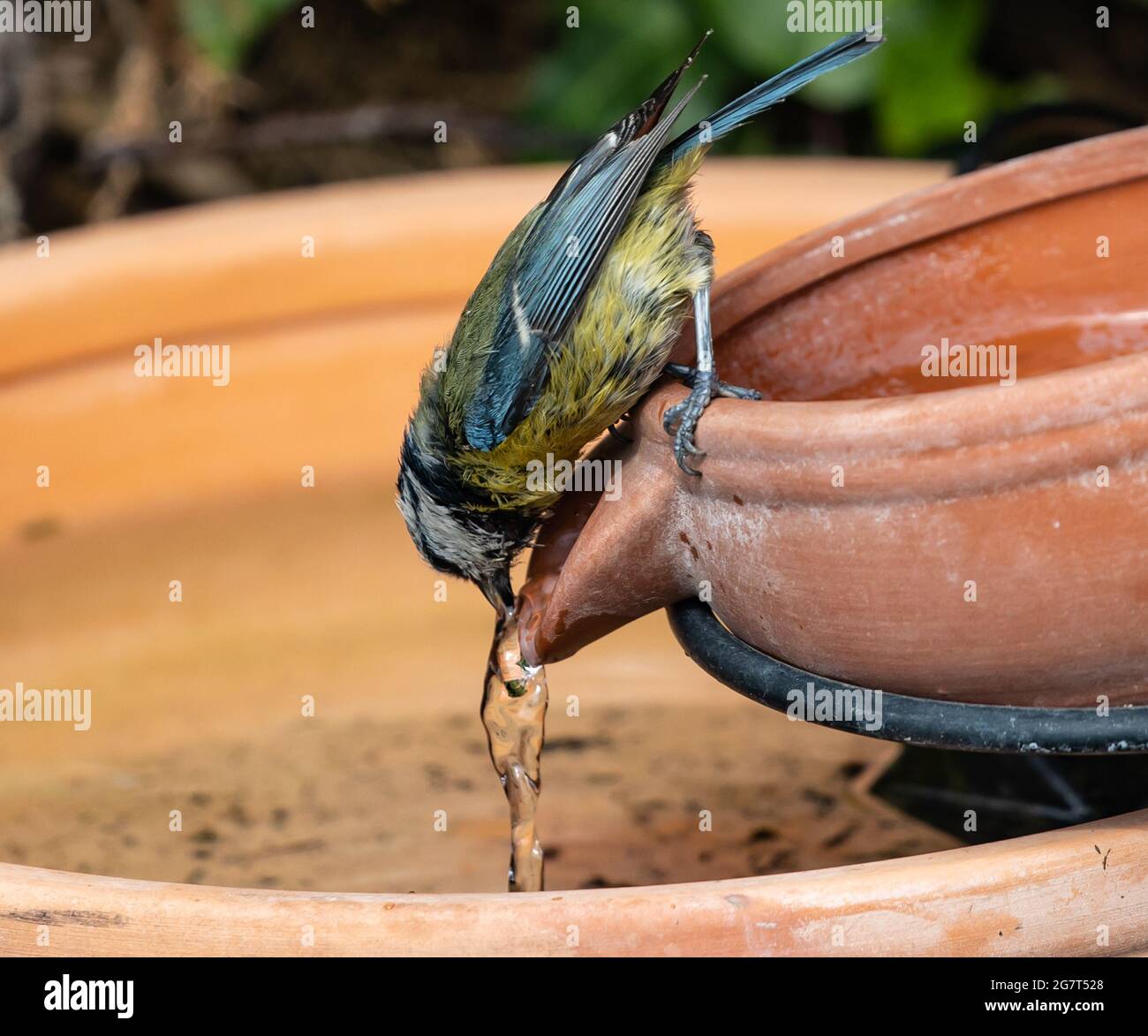 Drinking bird art hi-res stock photography and images - Alamy