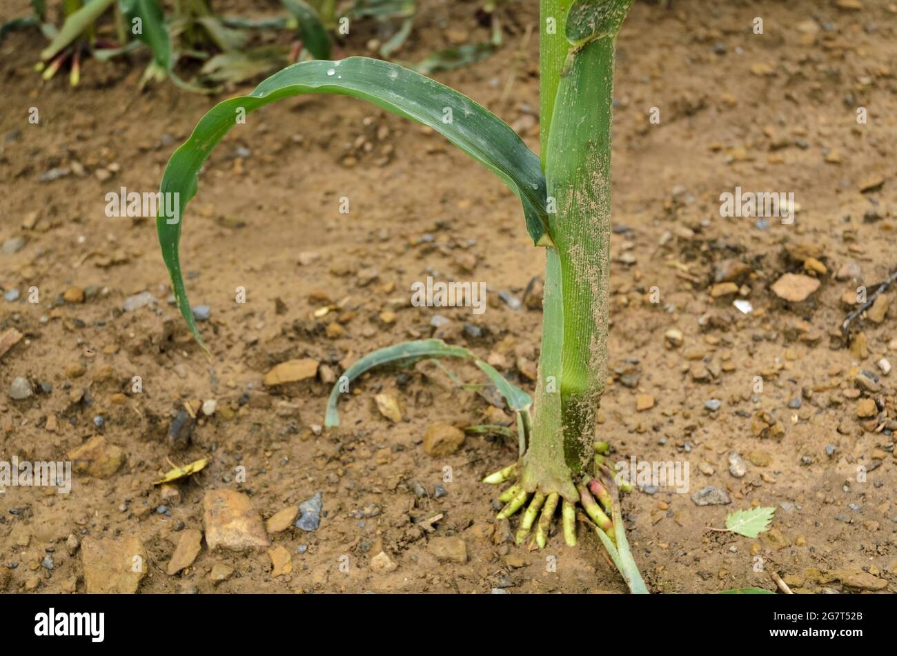Zea corn root hi-res stock photography and images - Alamy