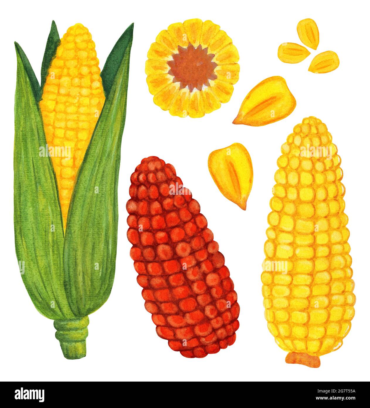 Maiz plant drawing hi-res stock photography and images - Alamy