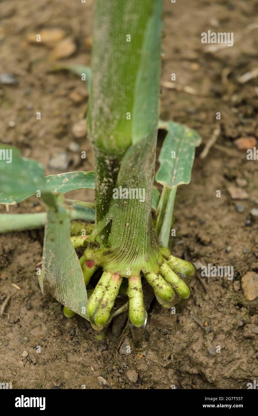 Corn Plant Roots High Resolution Stock Photography and Images - Alamy