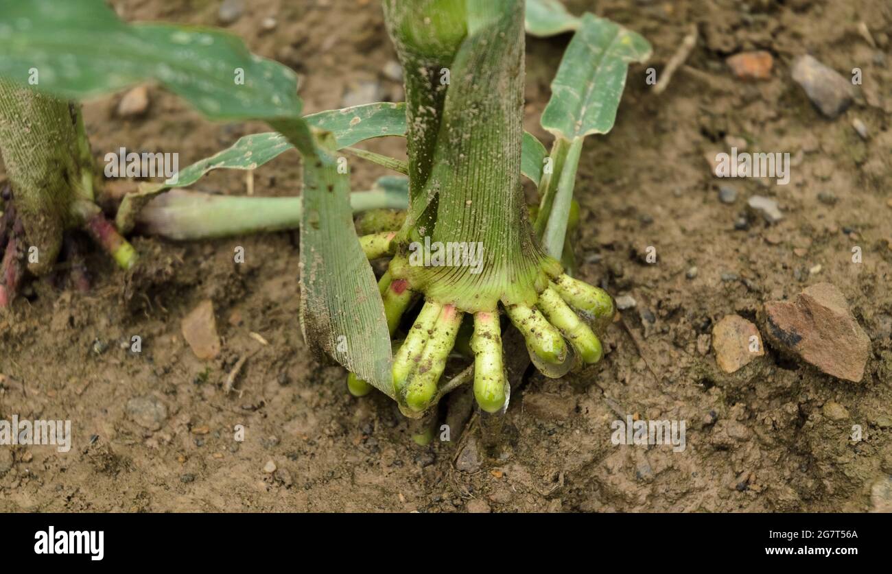 Zea corn root hi-res stock photography and images - Alamy