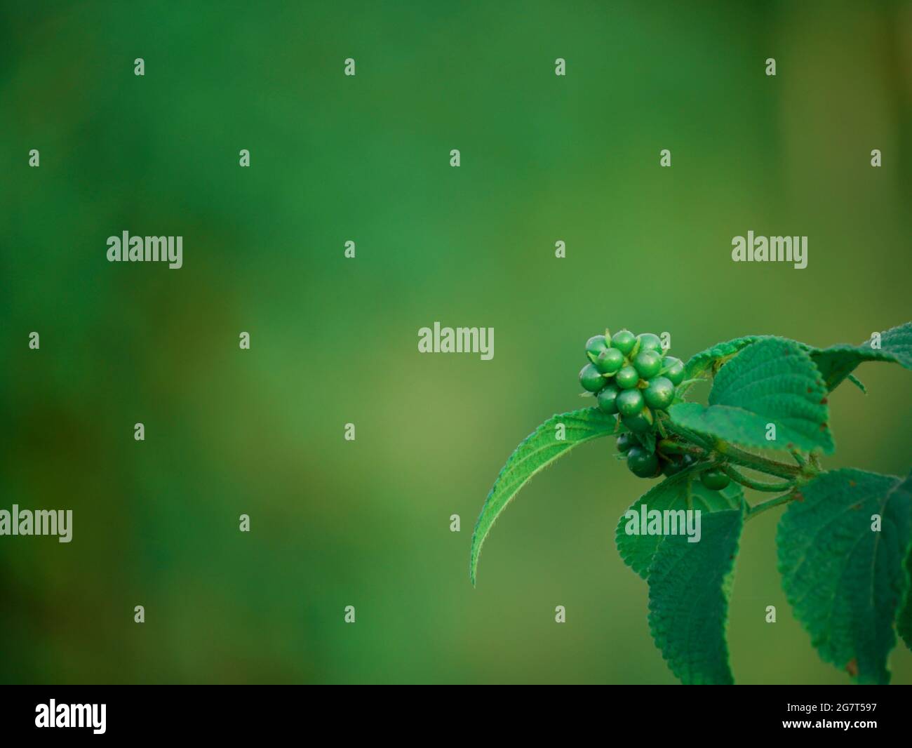 sublime flower plant buds presenting isolated at blur green background ...