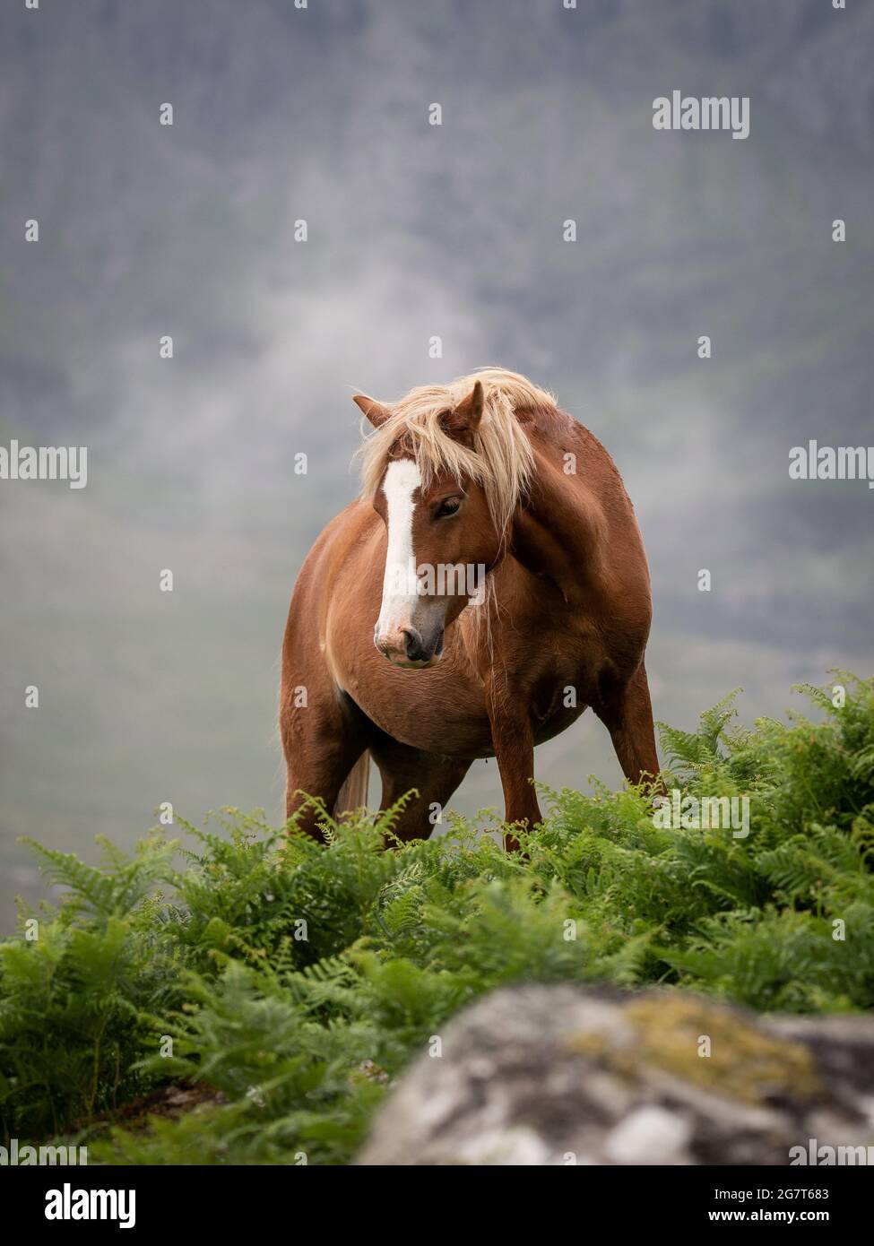 Carneddau pony hi-res stock photography and images - Alamy