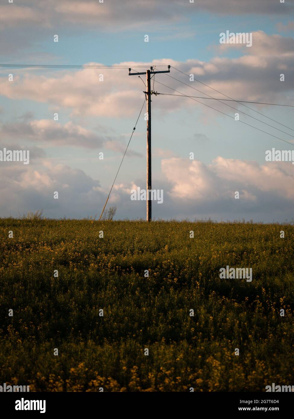 A telegraph pole in a farmers field, Shropshire Stock Photo - Alamy