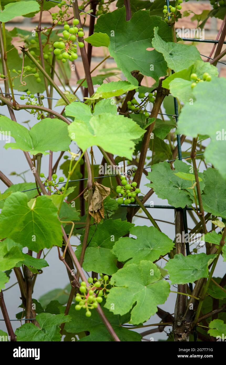 Vine grape leaves hi-res stock photography and images - Alamy