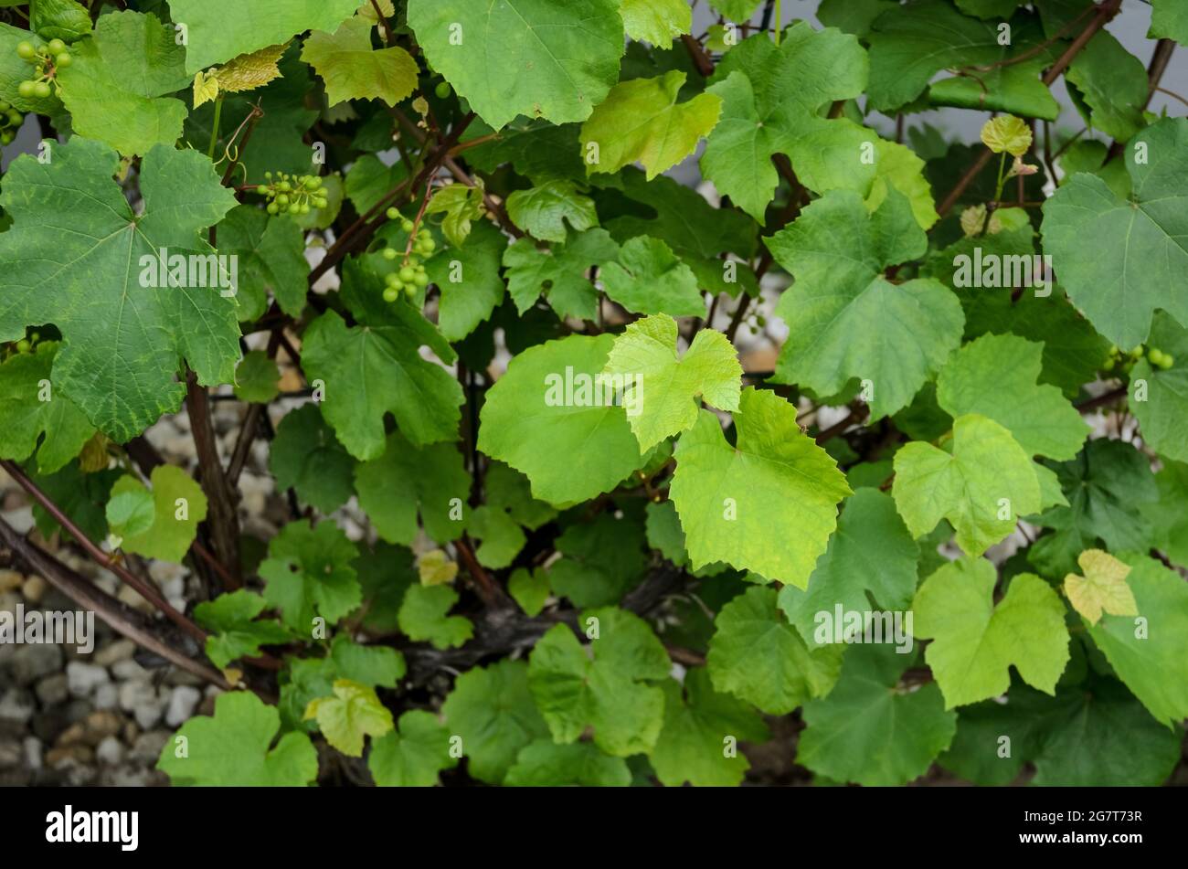 Vitis vinifera, young green common grape vine leaves, grapevine plant ...