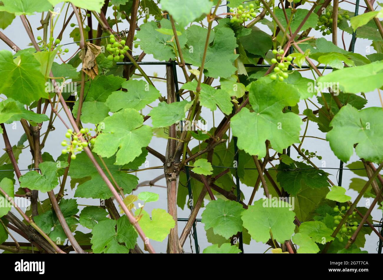 Vitis vinifera, young green common grape vine leaves, grapevine plant ...