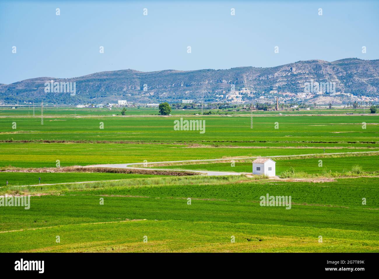Green rice field landscape in Albufera de Valencia Stock Photo - Alamy