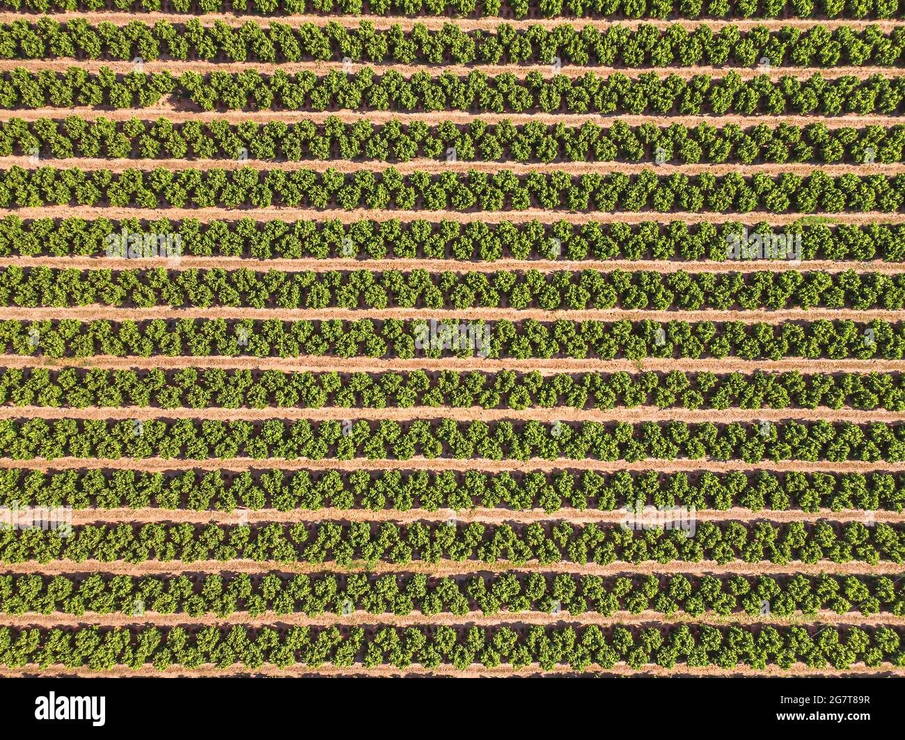 Parallel lines field hi-res stock photography and images - Alamy