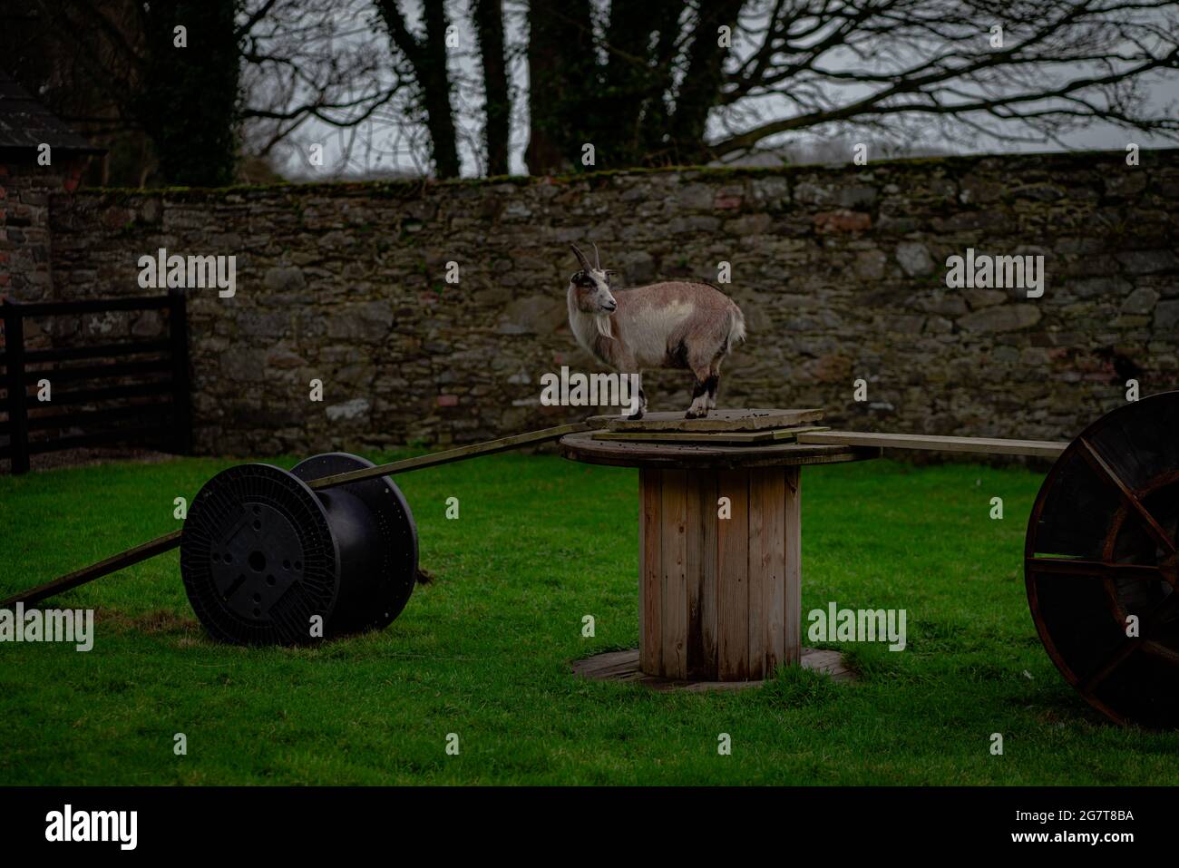 Goat garden hi-res stock photography and images - Alamy