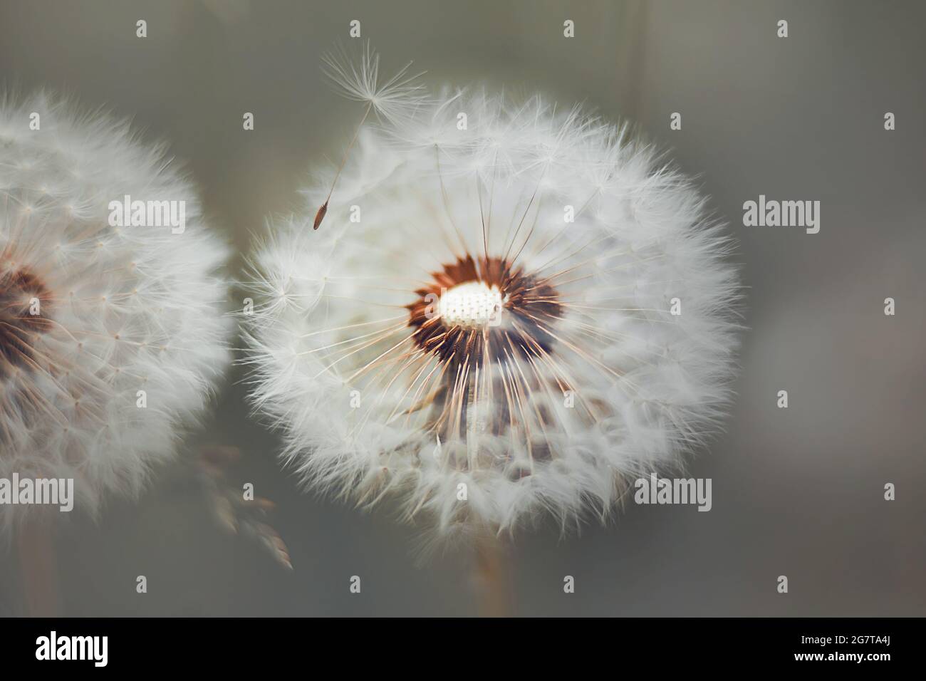 There is white fluff on the dandelion flower, which is blown away by a ...