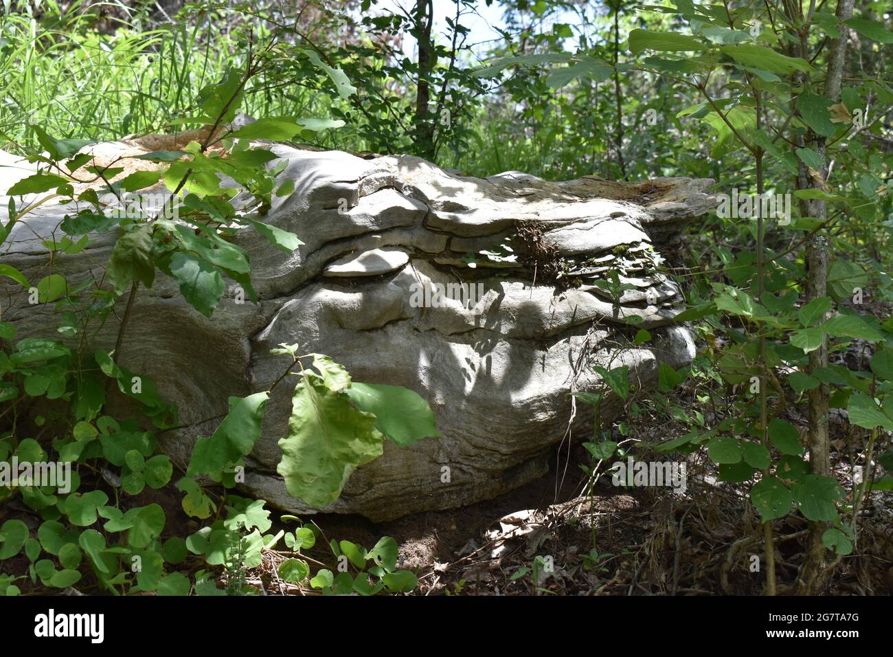 Whale Stone - Limestone that has been weather eroded and resembles a ...