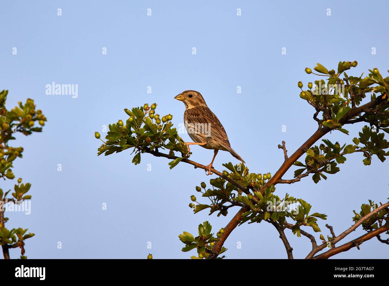 Corn bunting (Miliaria calandra) on a tree branch Stock Photo - Alamy